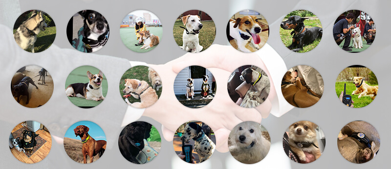 Best Dog Collars Competitve Price | PATPET